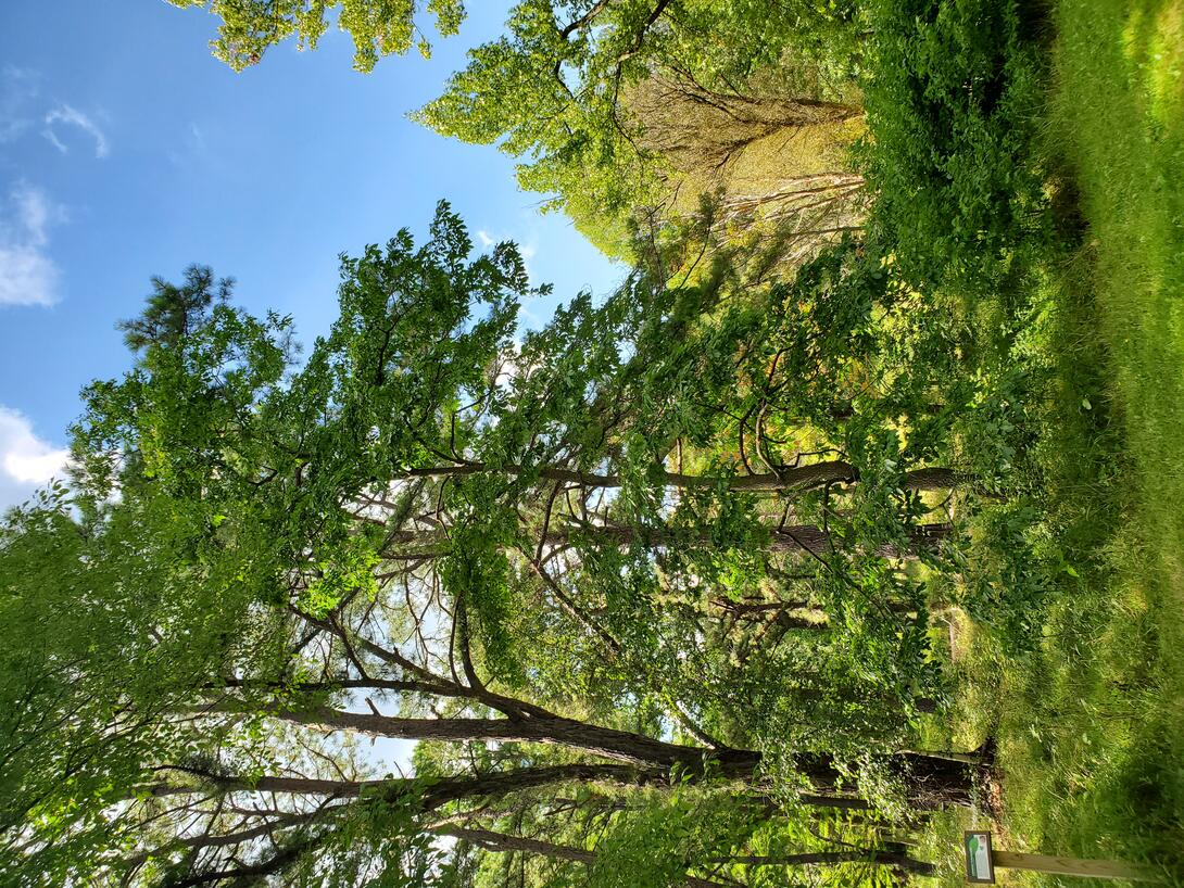 Common Persimmon | CMP Tree Selection Tool